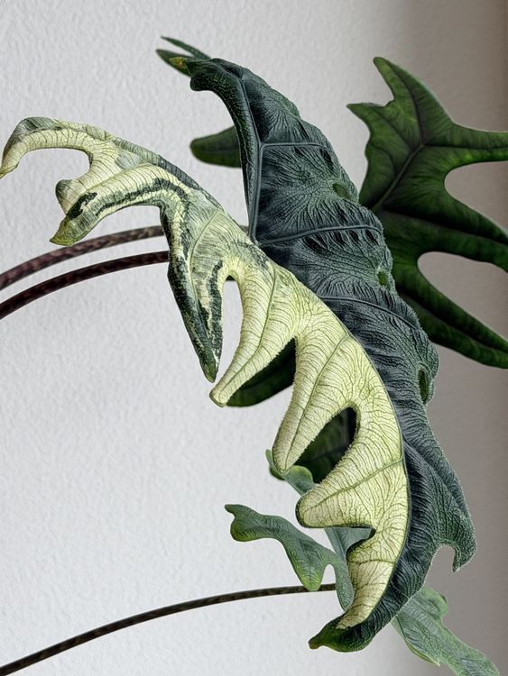 Alocasia Jacklyn albo variegata XXL (très rare) (Gebraucht) in Leytron ...