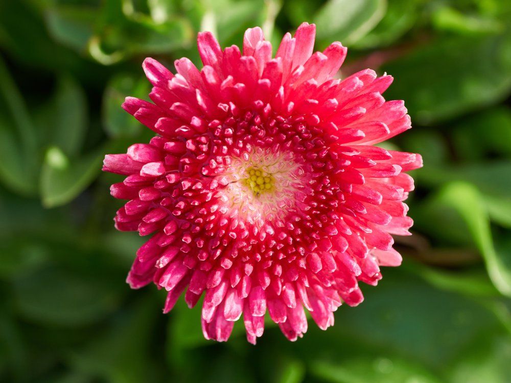 PANASONIC Lumix G Makro 30mm f2.8 Asph./O.I.S------NEUWERTIG (Neu ...