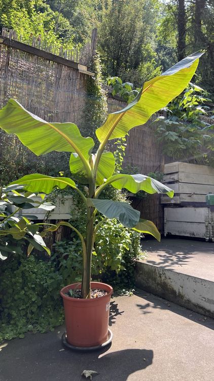 Grosse Bananenpflanze Musa ca. 150cm hoch (Gebraucht) in für CHF 46 ...