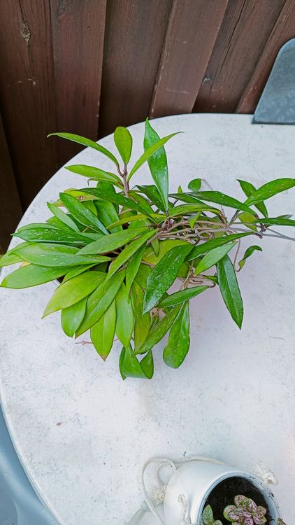 Hoya Gracilis plant (Gebraucht) in Chamoson für CHF 20 – mit Lieferung ...