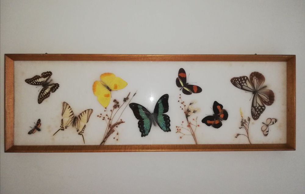 Schmetterlinge hinter Glas | Kaufen auf Ricardo