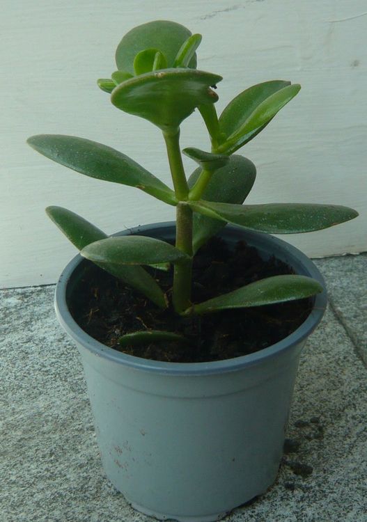 Pflanze / Geldbaum (Neu (gemäss Beschreibung)) in Ruggell für CHF 5 ...