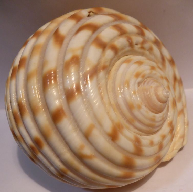 GROSSE TONNA DOLIUM,--MUSCHEL,--98,3 MM x 83,8 MM,--F++/F+++ (Gebraucht ...