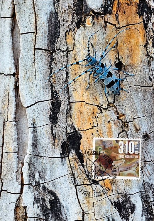 Maximumkarte Naturmuster - Baumrinde | Kaufen auf Ricardo