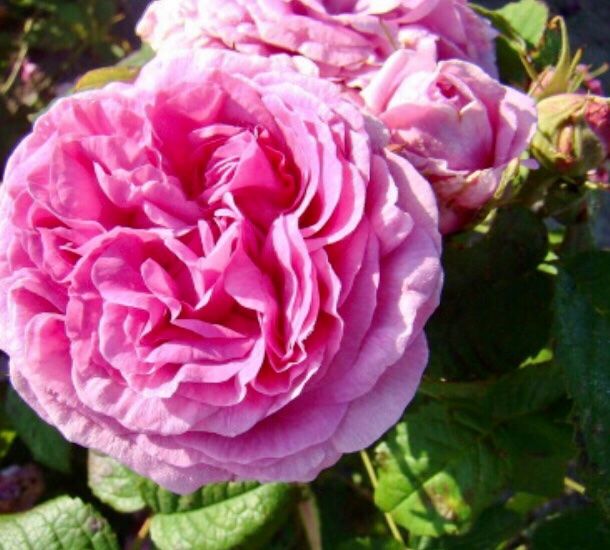 Rose Polyantha "TRANDAFIR" Farbe: PINK (Stamm 50 cm Wurzel) (Neu und ...
