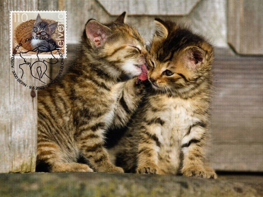 Maximumkarte Süsse Tiere - Katze (Neu (gemäss Beschreibung)) in Dottikon für CHF 4 – mit ...