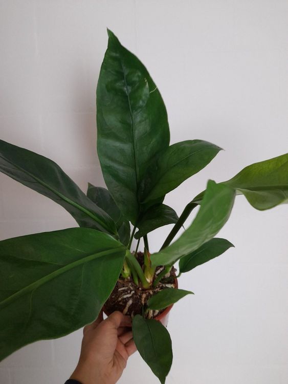 Anthurium ellipticum 'Jungle King' (Neu (gemäss Beschreibung)) in ...