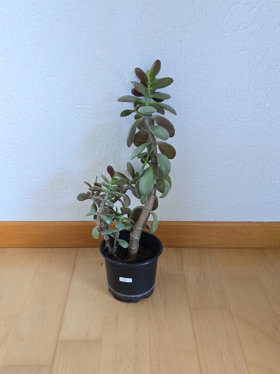 Geldbaum Setzling ca. 32 cm hoch (Nr. 1) (Gebraucht) in Dättlikon für ...