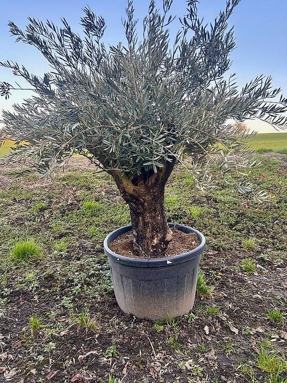 Olivenbaum "El corto I" (Gebraucht) in Zuckenriet für CHF 480 – nur Abholung auf Ricardo kaufen