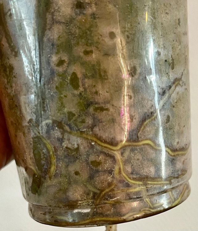 Monstera tricolor small form | Kaufen auf Ricardo