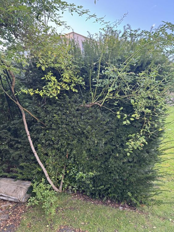 Hecke 2m Hoch Kaufen