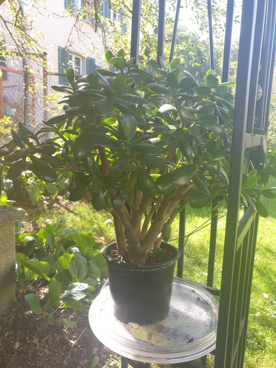 Dickblatt Geldbaum Crassula | Kaufen auf Ricardo