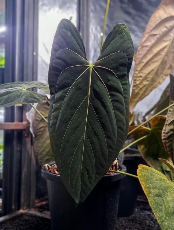 Anthurium Dark Phoenix x Papillilaminum (Fort Sherman) (Neu (gemäss Beschreibung)) in Zürich für ...