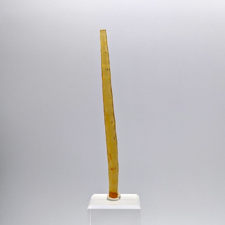 HONIGFARBENER KOPAL-BERNSTEIN mit MÜCKEN und INSEKTEN (Neu (gemäss Beschreibung)) in Balerna für ...