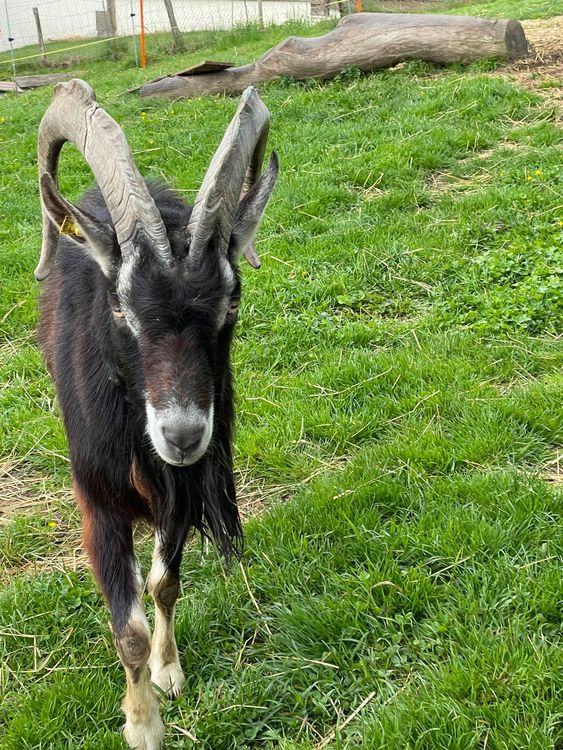 Bouc | Kaufen auf Ricardo