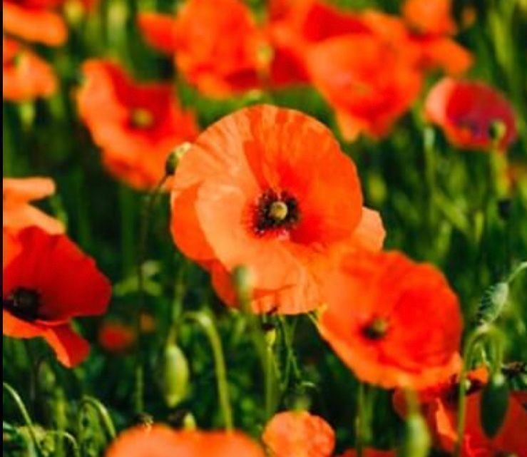 Ab 1.- fr 10 SAMEN Klatsch Mohn 10 Graines Coquelicot (Neu und ...