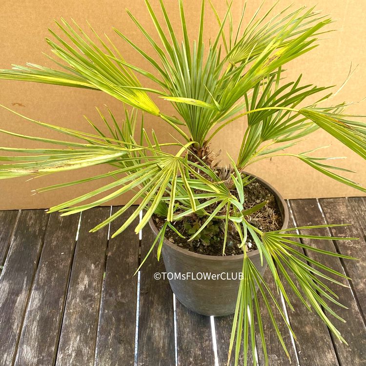 Chamaerops Humilis v. Cerifera / blaue Zwergpalme I | Kaufen auf Ricardo
