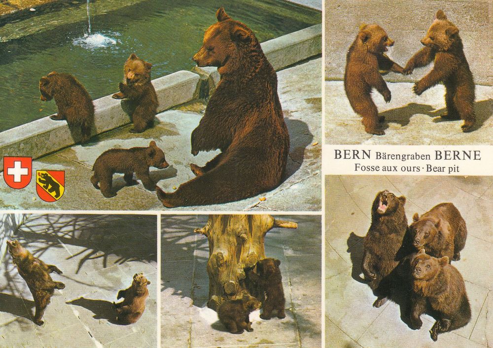 Bern Bärengraben 1983 (Gebraucht) in Bürglen TG für CHF 1 – mit Lieferung auf Ricardo kaufen