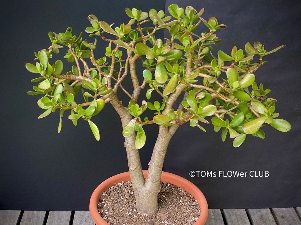 CRASSULA OVATA 50x60cm Geldbaum 11J altes Bonsai-Bäumchen .. (Neu ...