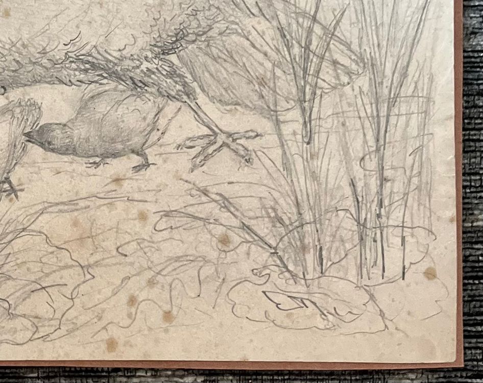 Michael Schnitzler (1782-1861) Zeichnung mit Vogel (Gebraucht) in ...