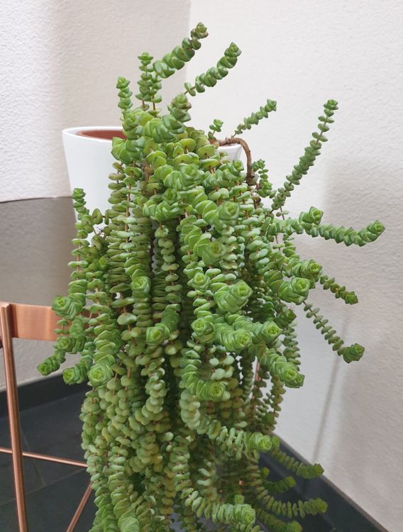 Pflanze Crassula rupestris Hottentot Dickblatt 60 cm | Kaufen auf Ricardo