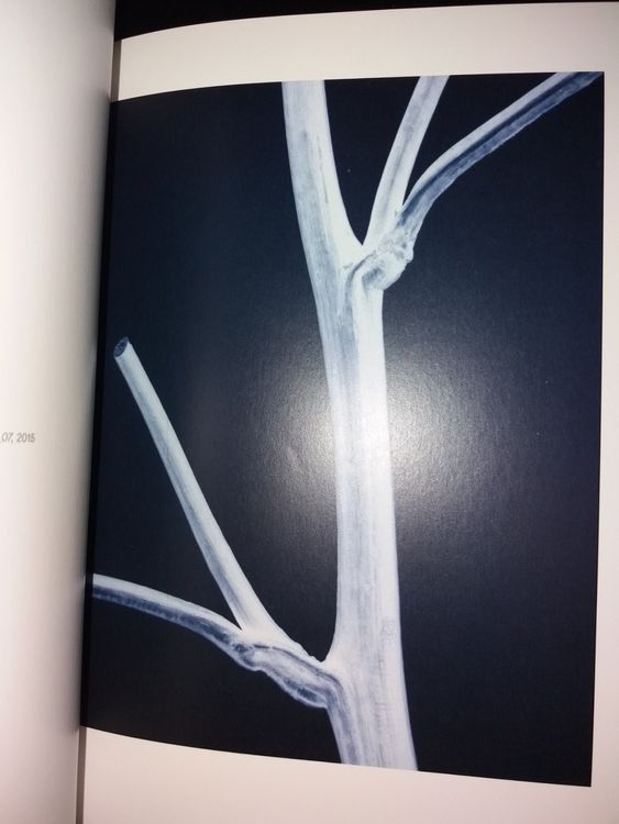 PHOTOKLASSIKER Thomas Ruff nature morte rar (Gebraucht) in Welschenrohr ...