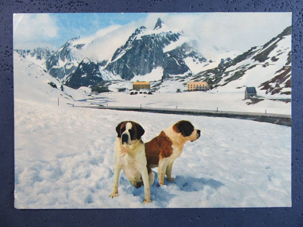 Schne Hunde Kaufen Saarland Bilder