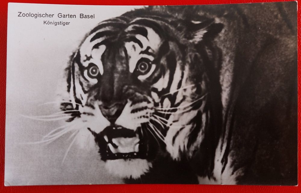 Zoologischer Garten Basel - Königstiger 1934 (Gebraucht) in St-Légier-Chiésaz für CHF 4 – mit ...