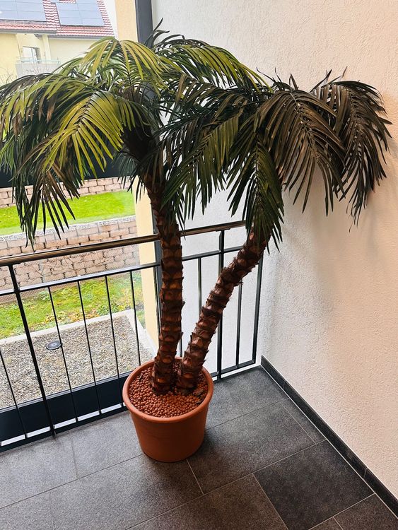 Künstliche Palme - Deko Kunstpalme (Gebraucht) in Brüttisellen für CHF 30 – nur Abholung auf ...