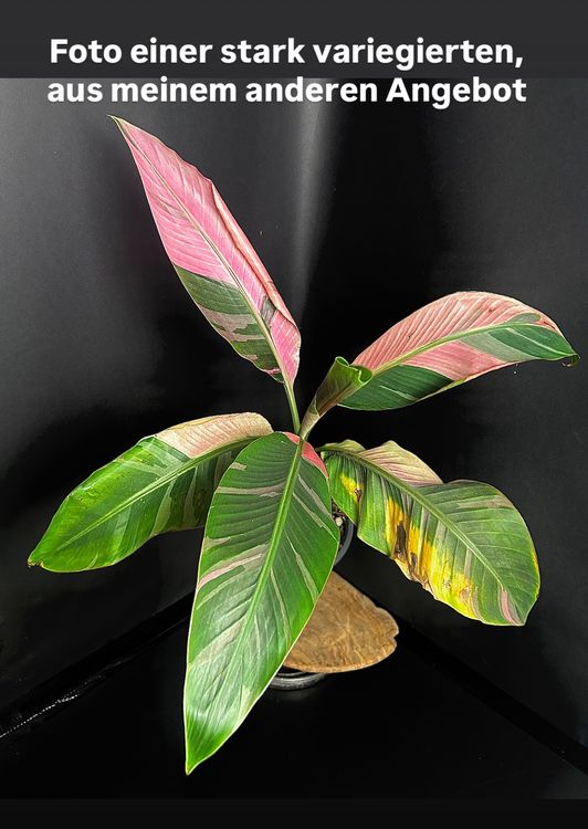 MUSA BANANA NONO PINK VARIEGATA LOW VARIEGATION TOP OFFER (Gebraucht ...