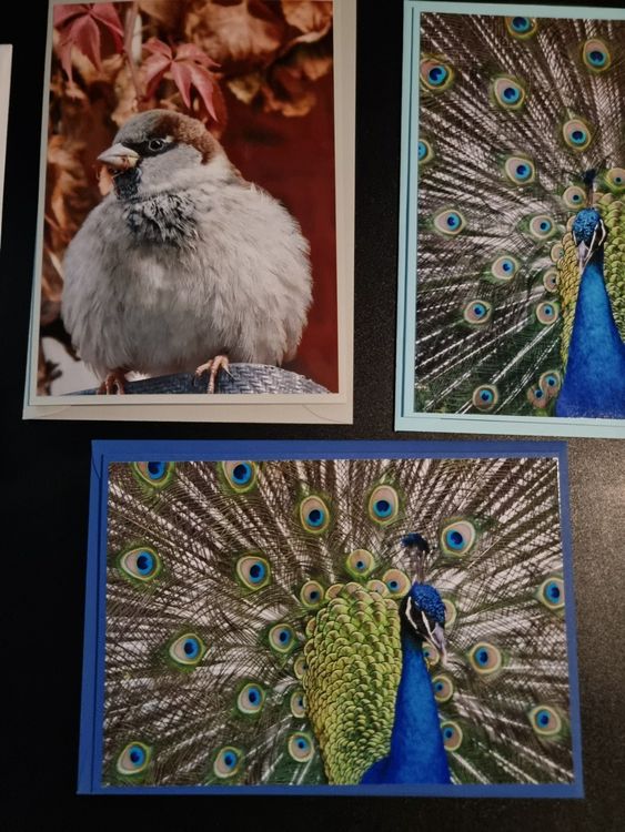 5 Karten / Motiv: Vögel (handgemacht) (Neu (gemäss Beschreibung)) in Zumikon für CHF 5 – mit ...