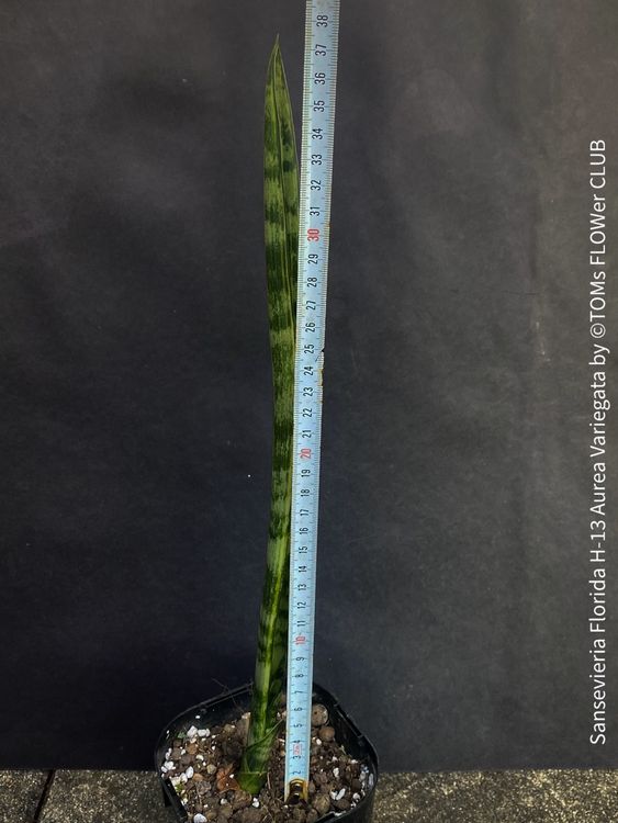 Sansevieria Florida H-13 Aurea Variegata (Neu (gemäss Beschreibung)) in ...