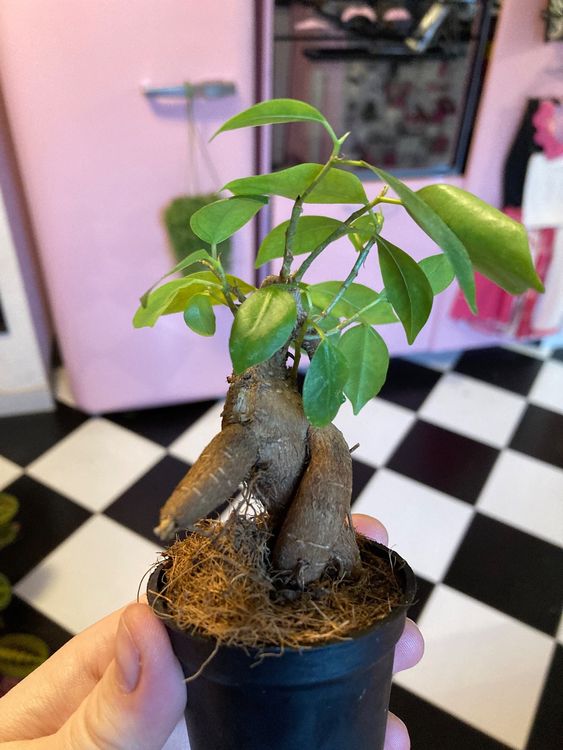 Bébé ficus ginseng ( microcarpa) (Gebraucht) in Porrentruy für CHF 5 ...