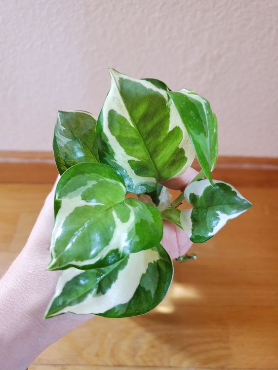 Efeutute Epipremnum pinnatum "N'Joy" - Stecklinge (Nr. 2) | Kaufen auf ...