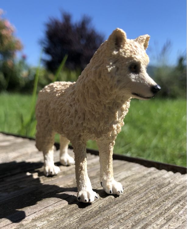 Schleich Arktischer Wolf (Gebraucht) in Gwatt (Thun) für CHF 5 – mit ...