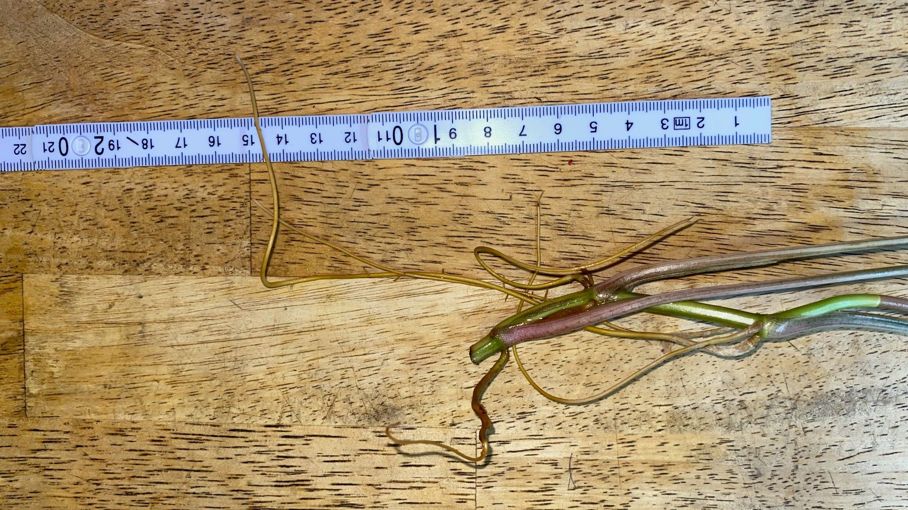 Syngonium Albo Variegata, bew. Steckling (Neu (gemäss Beschreibung)) in ...