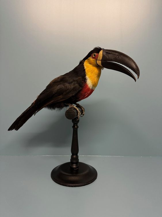 Ariel Tukan (1910) auf Ständer (Gebraucht) in Ennetbaden für CHF 1150 ...