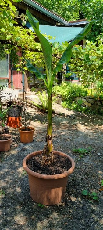 Bananenbaum | Kaufen auf Ricardo