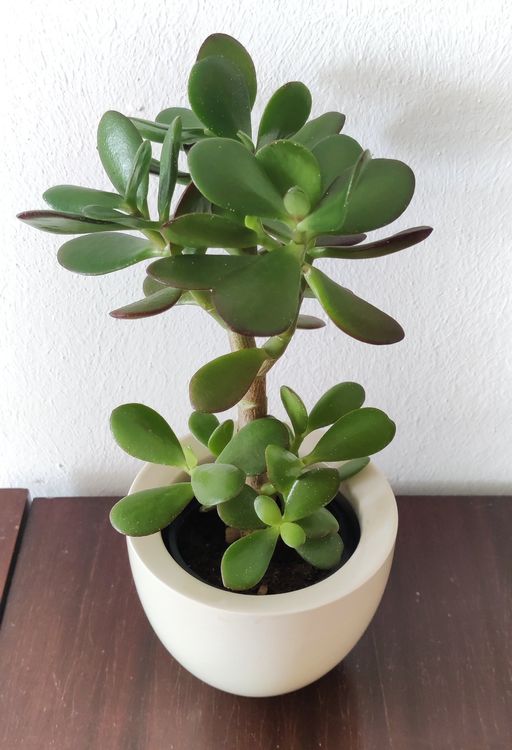 Geldbaum Dickblatt Crassula ovata Zimmer-Pflanze Pfennigbaum (Gebraucht ...