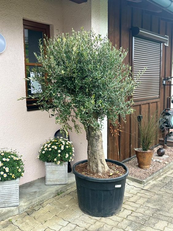 Olivenbaum massiv und gross | Kaufen auf Ricardo