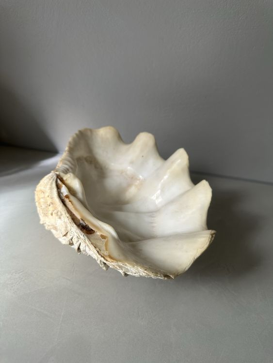 Grosse Muschel, maritime Deko 🐚31x20cm (Neu (gemäss Beschreibung)) in ...