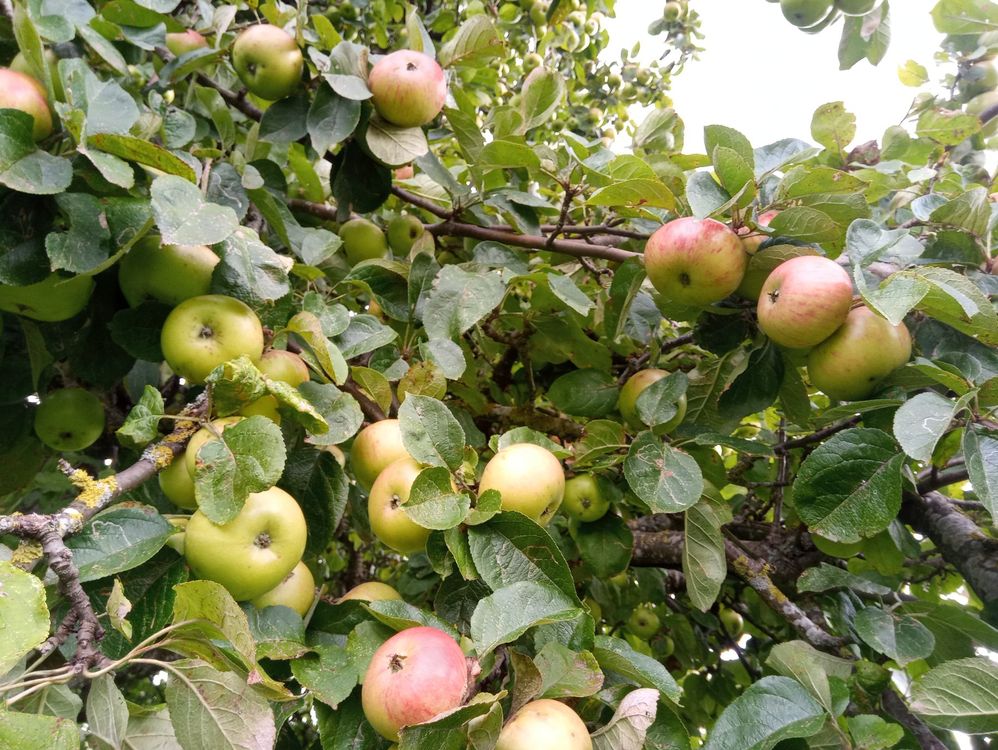 Äpfel, Chüechliapfel 'Jakob Lebel' (Gebraucht) in Hüswil für CHF 1 ...