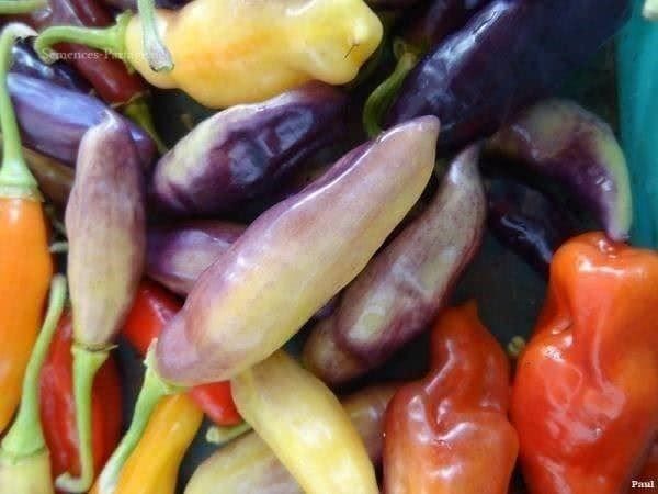 Piment aji Violet ( RARE PIMENT ) 10g (Neuf (Voir description)) à ...