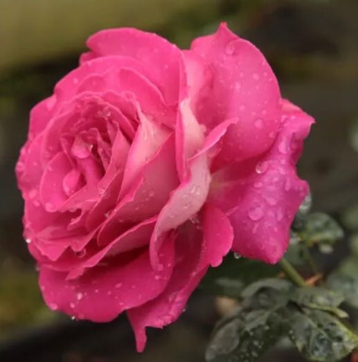 Rose Theahybrid "TRANDAFIR" Farbe PINK (Stamm 50cm +Wurzel) (Neu und ...