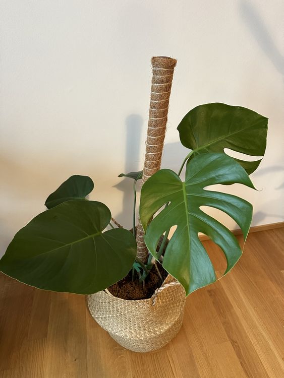 Beautiful Monstera Deliciosa in Basket 70cm tall | Kaufen auf Ricardo