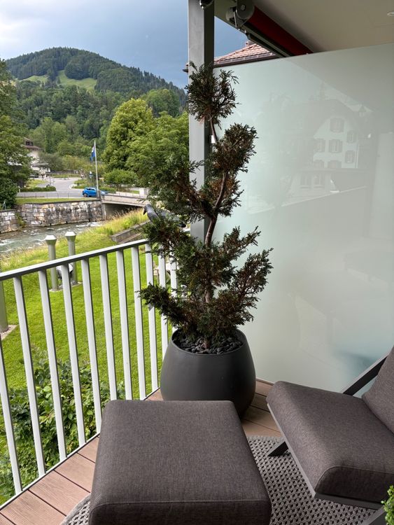 Zypresse Bonsai inkl. Topf abholen in Weissbad AI (Gebraucht) in Weissbad für CHF 989 – nur ...