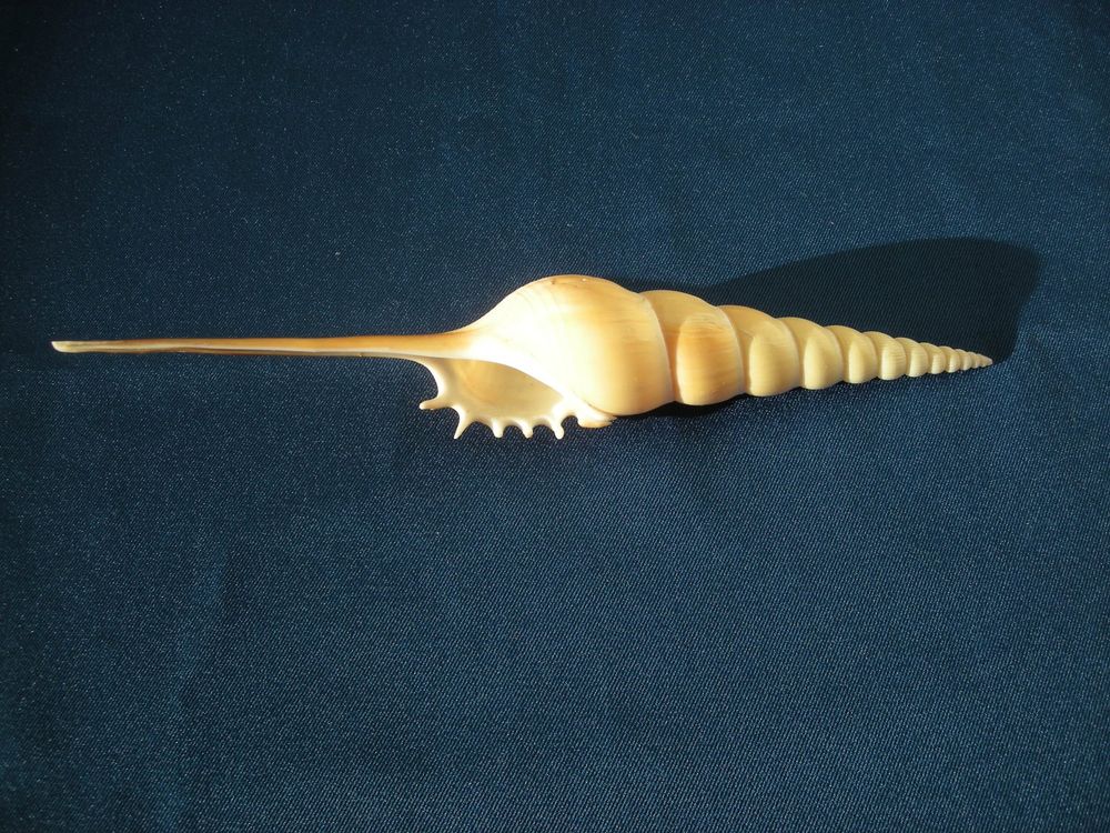 Muschel in Spiralen-Form etwa 18 cm lang (Gebraucht) in Spreitenbach ...