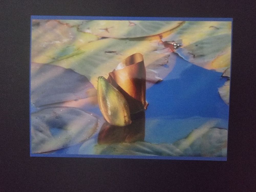 1 Karte / Motiv: Seerose (handgemacht / Unikat) (Neu und originalverpackt) in Zumikon für CHF 2 ...