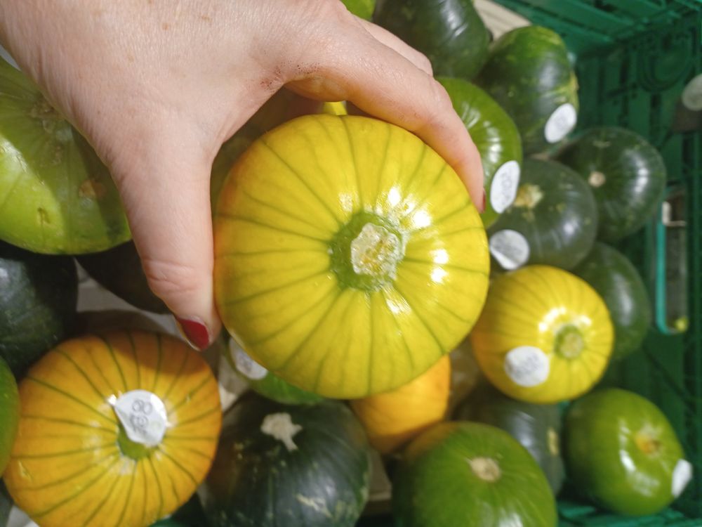 10 "ZUCCHIOLO" - Samen: neue Zucchini-Gurken-hybride + Anwei (Neuf avec ...