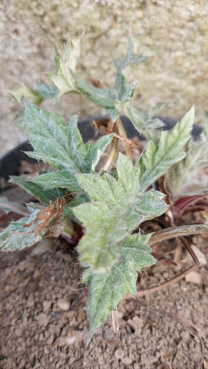 Echinops ritro / Kugeldistel Sämling/ Winterharte Staude | Kaufen auf ...